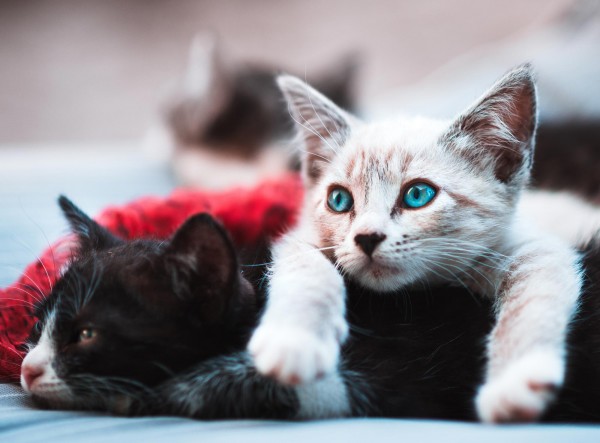 Listen to Relaxing Cat Purrs on CalmRadio.com, Calming Animal Nature ...